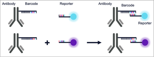 PhenoCycler Fusion 2.0 超高維度組織影像掃描暨分析系統 - 《博克科技》專業服務‧誠心以赴 Always for You